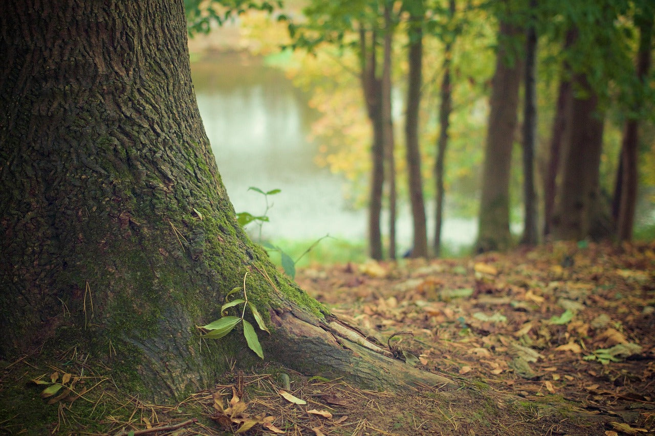 The Powerful Benefits of Essential Oils from Big Trees and your go-to ...